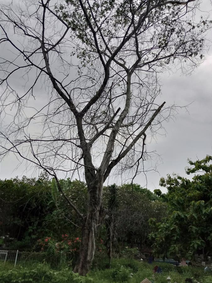 The three of life stock photo. Image of shrub, graveyard - 204535042