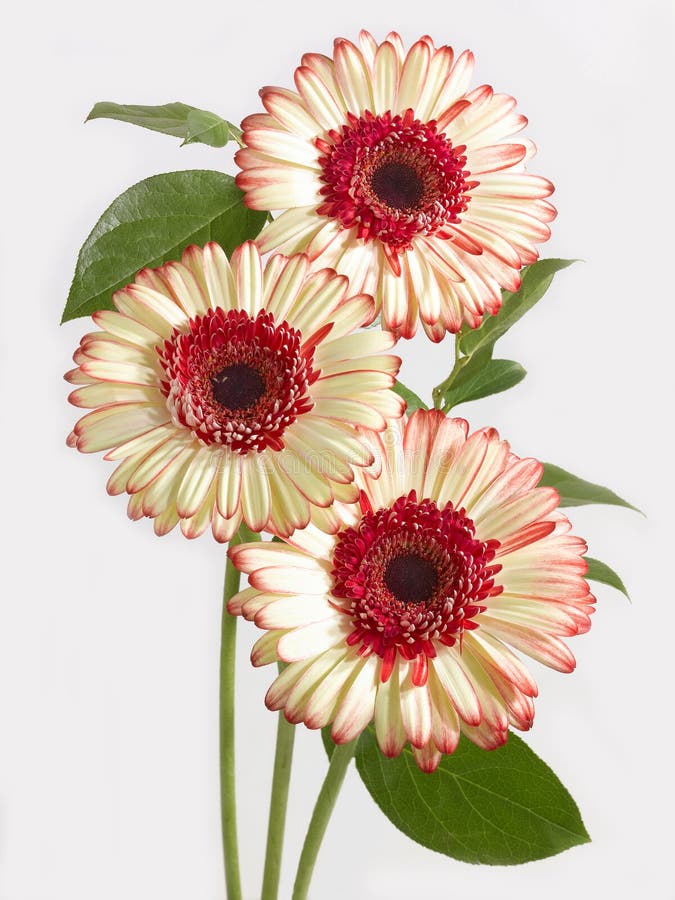 Three Light Gerberas with a Bright Red Center and Red Tips of Petals ...