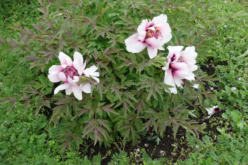 Three Light Pink Flowers of Purple Leaved Tree Peony in May Stock Image ...