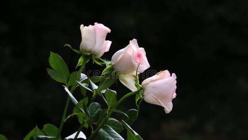 Three light pink roses stock photo. Image of valentines - 44207414