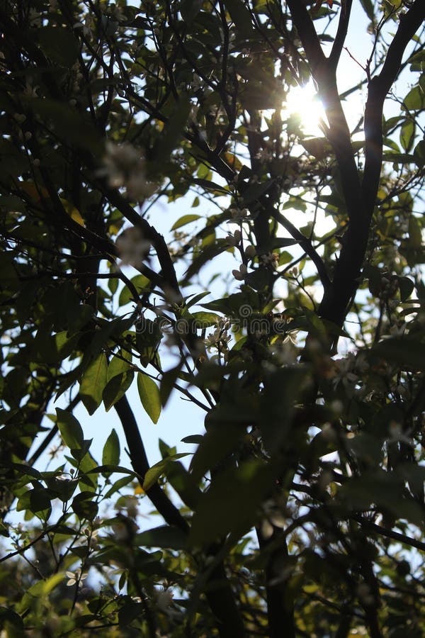 Three light diamind stock photo. Image of green, diamind - 123736030