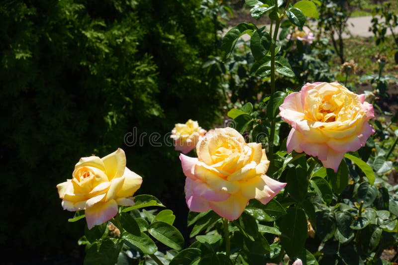 Three Light Yellow and Pink Flowers of Peace Rose in August Stock Photo ...