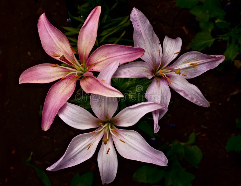 Three lilies stock photo. Image of flowers, lily, plants - 11888932