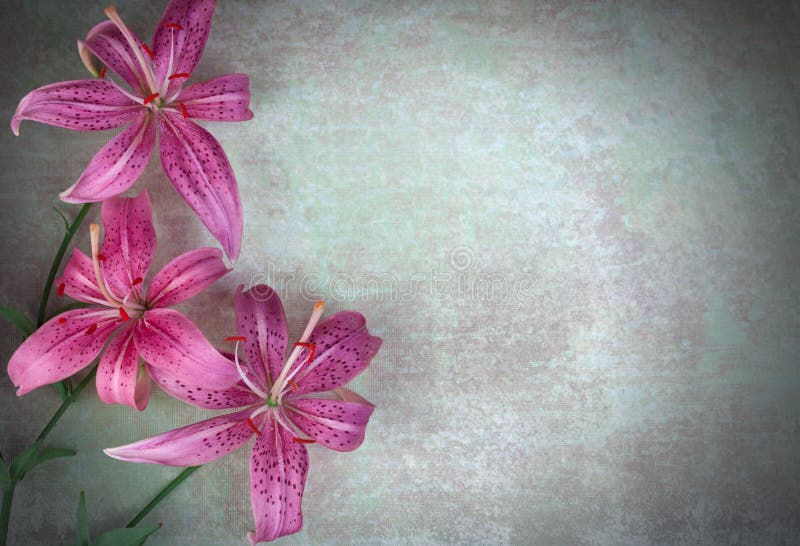 Three lilies flowers stock image. Image of nature, lovely - 27530309