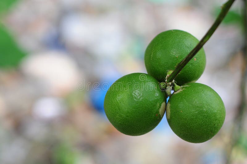 Three Limes are Hugging Tightly Stock Photo - Image of green, food ...