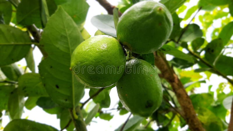 Three Limes on a Tree Branch Stock Image - Image of limes, branch ...
