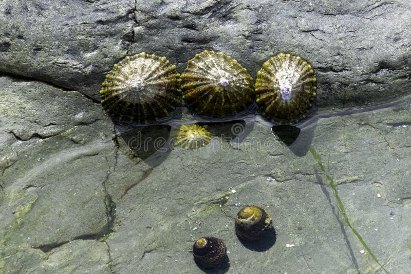Three Limpet Shells on the Edge of a Rock Pool Stock Image - Image of ...