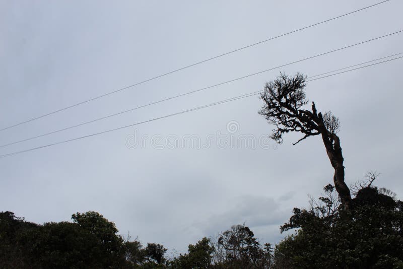 Three Line Wire and Alone Tree on Forest Mountain Stock Image - Image ...
