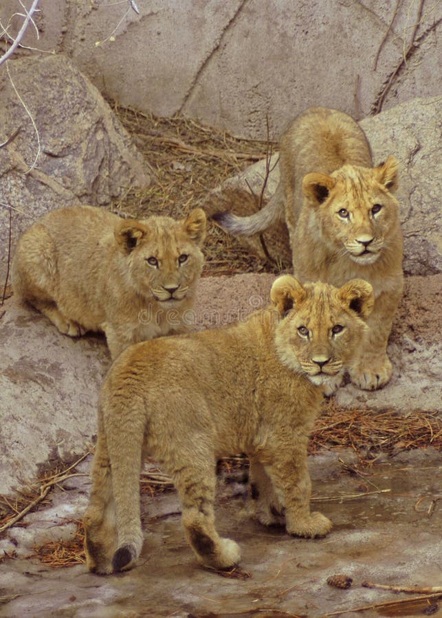 Three Lion Cubs stock image. Image of lion, jungle, cats - 503421