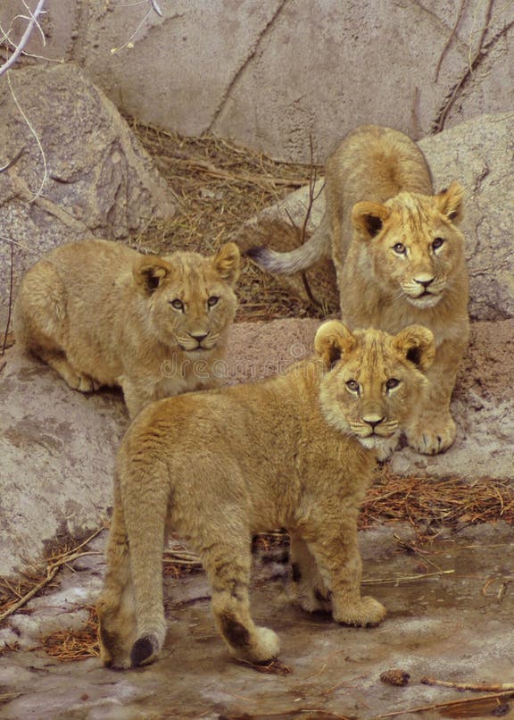 Three Lion Cubs stock image. Image of lion, jungle, cats - 503421