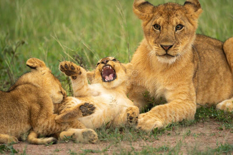 Three Lion Cubs Play Fighting in Grass Stock Photo - Image of african ...