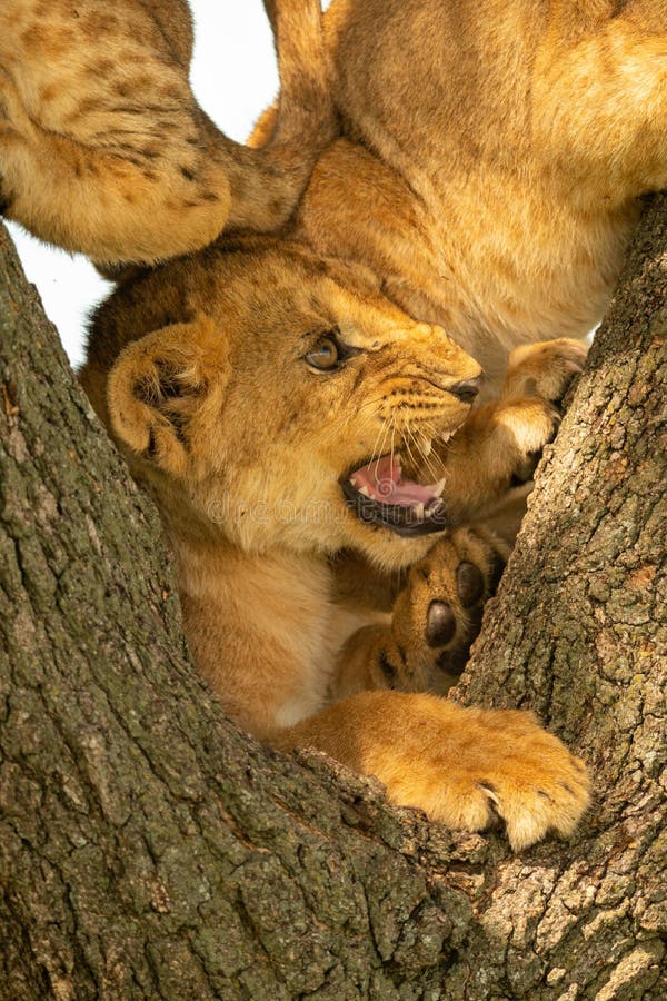 Three Lion Cubs Squashed Together in Tree Stock Photo - Image of three ...