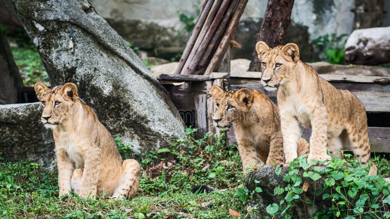 Three lion cubs stock photo. Image of nature, safari - 205787482