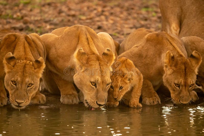 Three Lionesses Lie Drinking Water with Cub Stock Image - Image of ...