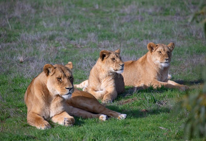 Three Lionesses Lie and Rest on the Green Grass Stock Image - Image of ...