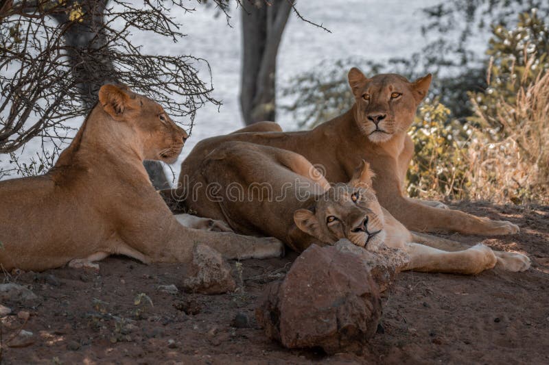 Three Lionesses Lie in Shade Under Bush Stock Photo - Image of predator ...