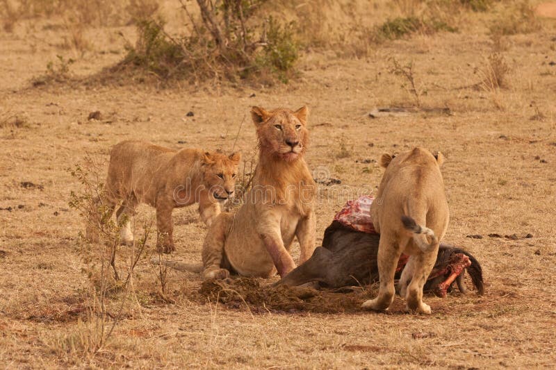 Three Lions eating stock image. Image of feline, felidae - 24876169