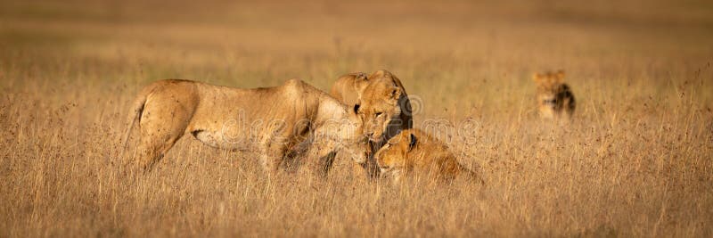 Three Lions Nuzzle One Another in Grass Stock Photo - Image of five ...