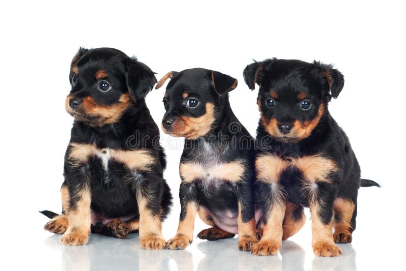 Three Little Adorable Puppies Stock Image - Image of miniature ...