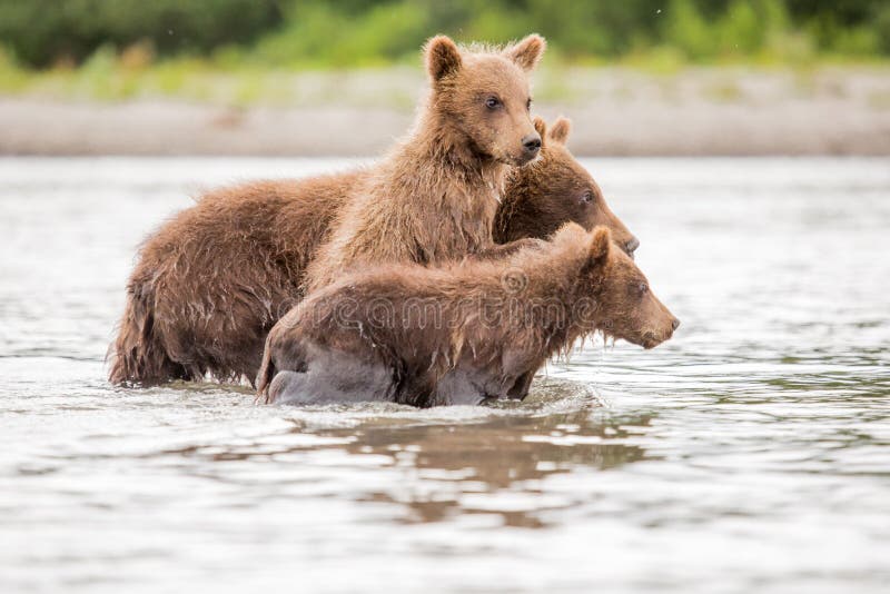 Three Little Bear Cub Swimming in the Lake Stock Image - Image of kuril ...