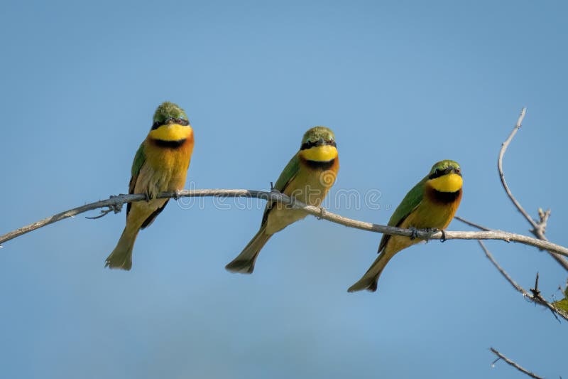 Three Little Bee-eaters Mirror Positions on Branch Stock Photo - Image ...