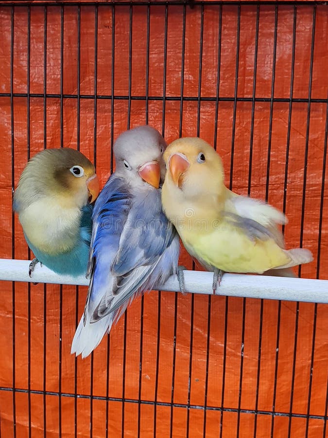 Three Little Birds are Cute Stock Photo - Image of little, cage: 168911012