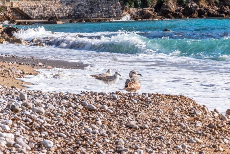 Galebs Stock Photos - Free & Royalty-Free Stock Photos from Dreamstime