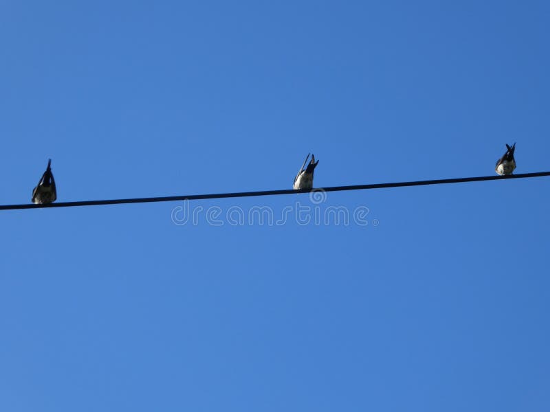 Three little birds stock photo. Image of little, bird - 110333794