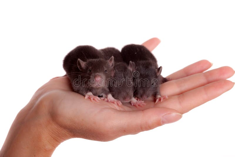 Three Little Black Baby Rats Stock Image - Image of isolated, small ...