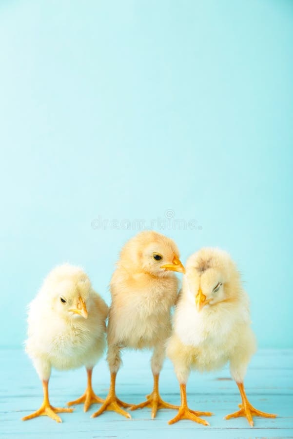 Three Baby Chicken Inside of a Basket Isolated on White Stock Photo ...