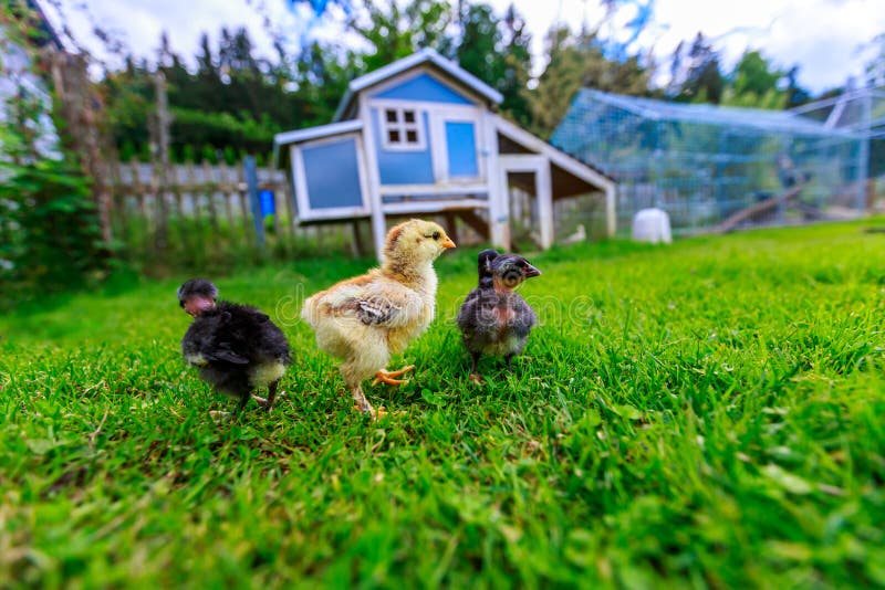 Little Chicks in Front of a Blue Chicken House Stock Photo - Image of ...
