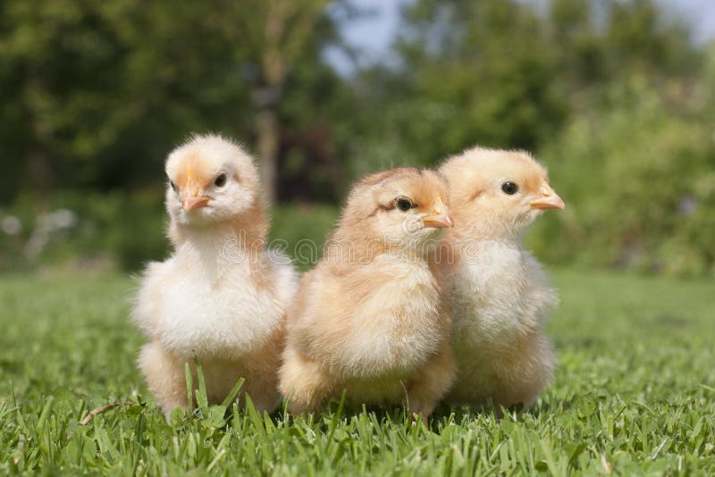 Three Little Chicks in the Grass Stock Image - Image of young, chicken ...