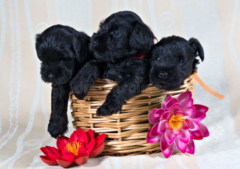 Three Little Cobs in the Basket Stock Image - Image of small, lilac ...