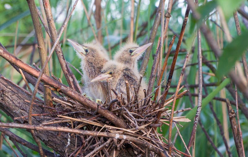 Three Little Bittern Chicks in a Nest Stock Photo - Image of reflection ...