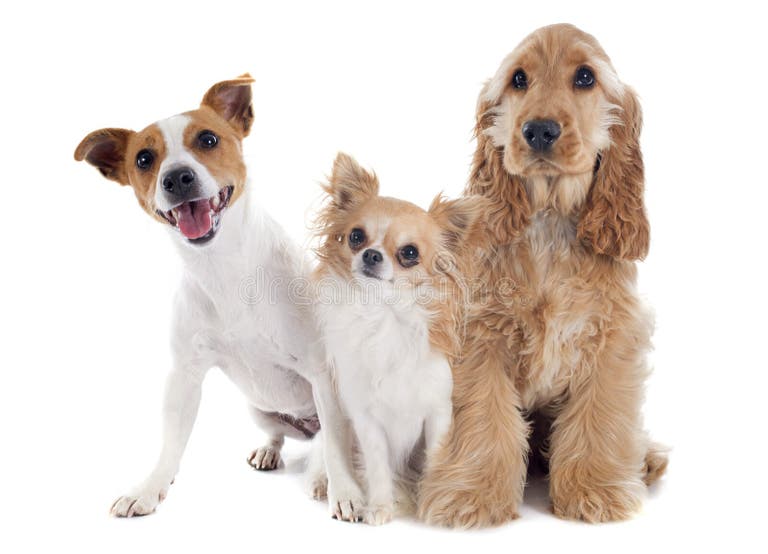 Three little dogs stock image. Image of pedigree, purebred - 38344975