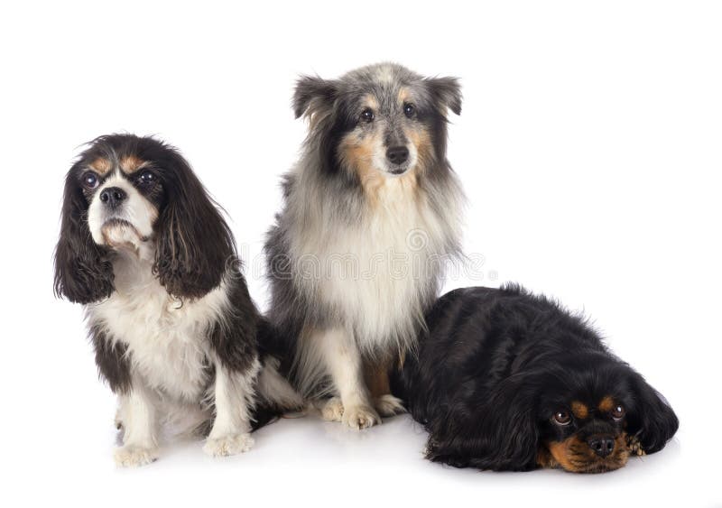 Three little dogs stock image. Image of pedigree, purebred - 38344975