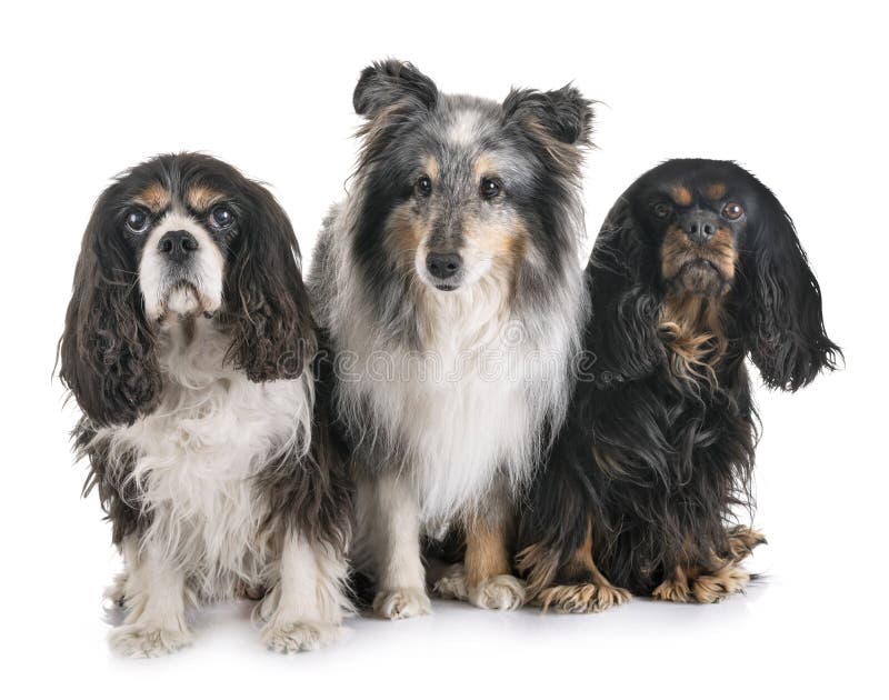 Three little dogs stock image. Image of pedigree, purebred - 38344975