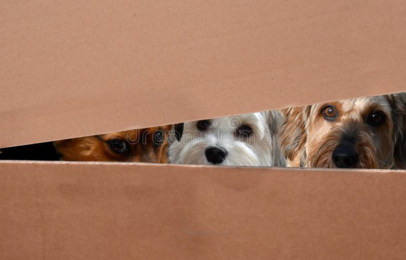 Three little dogs in a box stock photo. Image of container - 293247782