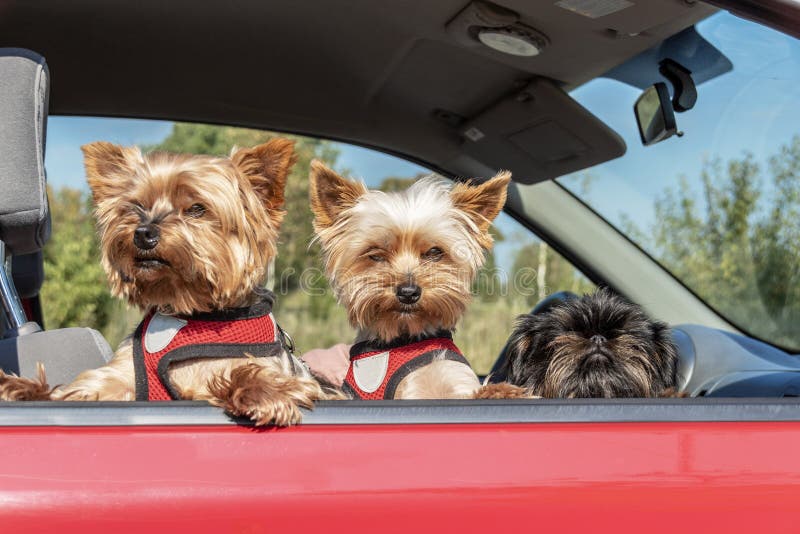 Dogs In Car Windows
