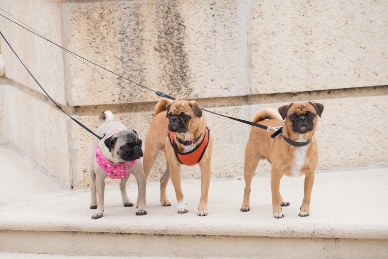 Three little dogs in a row stock image. Image of friend - 29553173