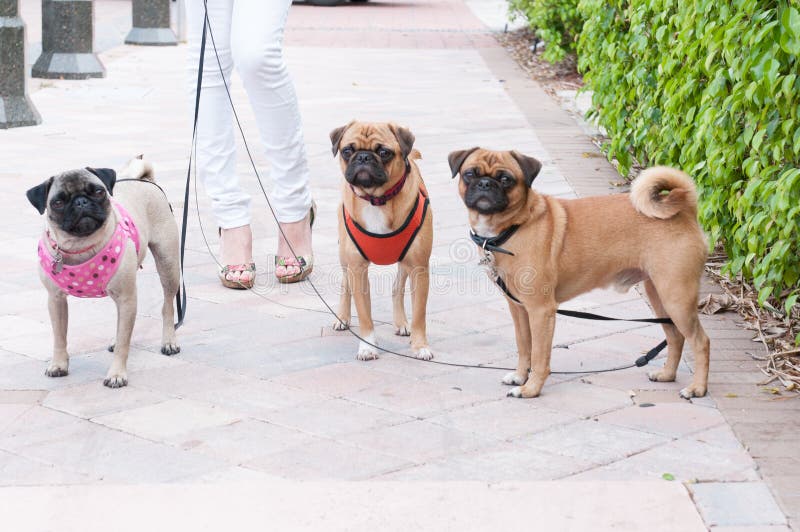 Three little dogs in a row stock photo. Image of vertebrate - 29553220