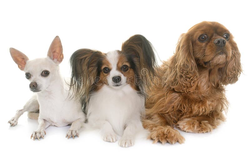 Three little dogs stock image. Image of pedigree, purebred - 38344975