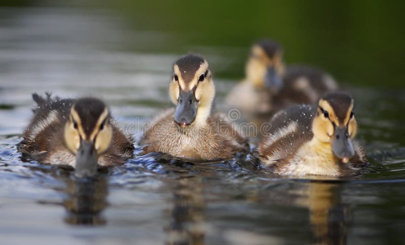 Three little ducklings stock image. Image of beautiful - 2415349