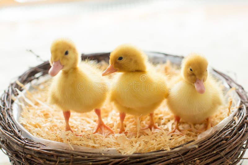 Three Little Ducklings in a Nest, Image Stock Photo - Image of ...