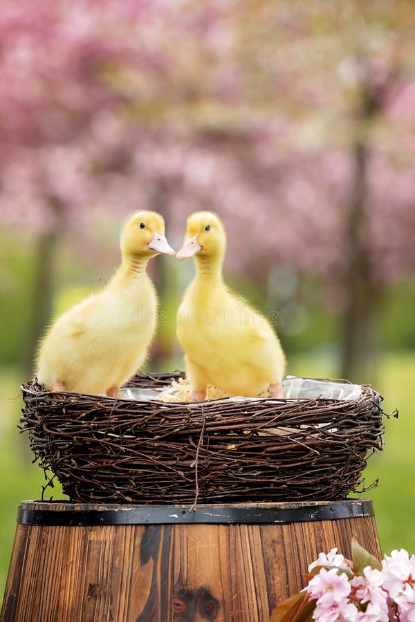 Three Little Ducklings in a Spring Park in a Nest Stock Photo - Image ...