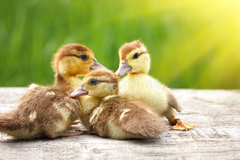 Three little ducks stock photo. Image of birds, duck - 51662090