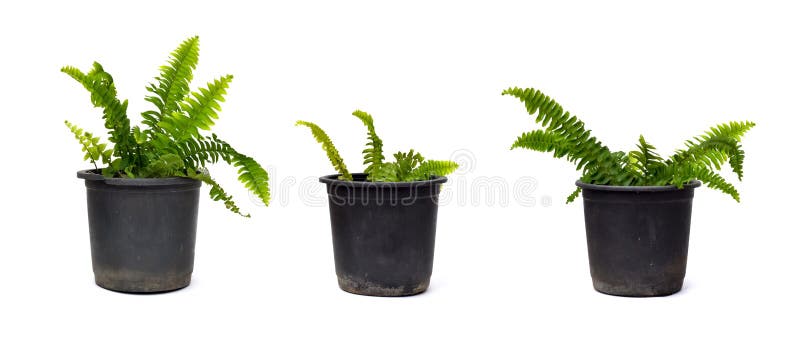 Three ferns stock photo. Image of blade, furl, english - 1661520