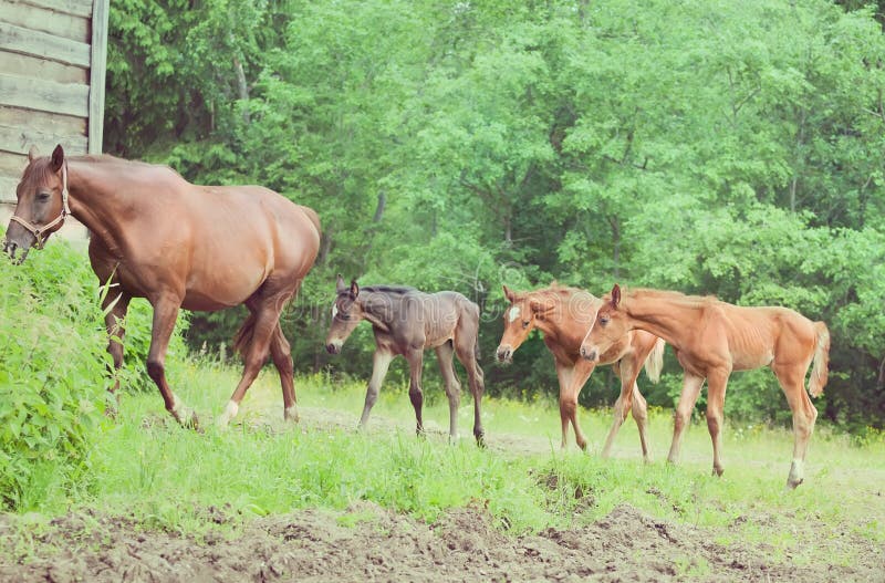 Three Little Foals with Mom Stock Photo - Image of stable, young: 31777068