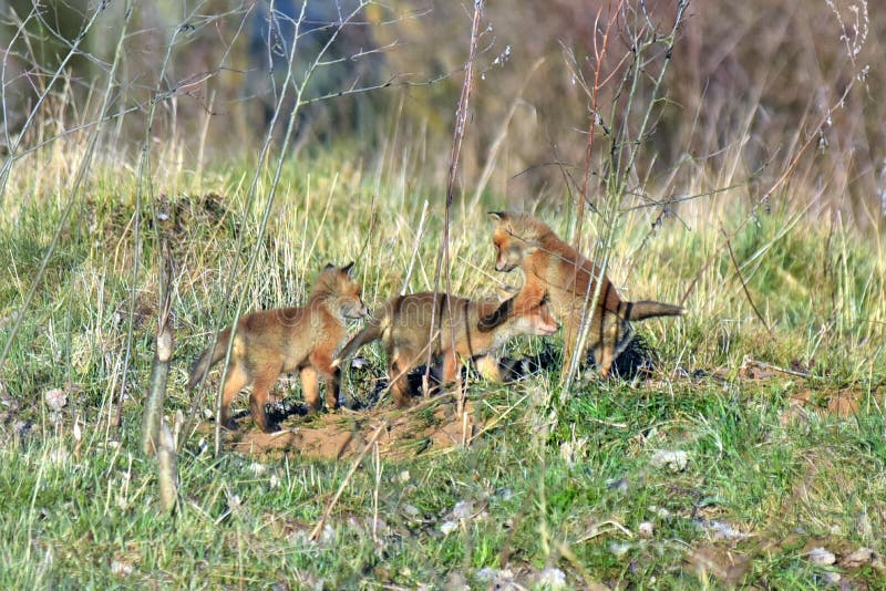 Little cub red foxes stock image. Image of predator, predatory - 20719753