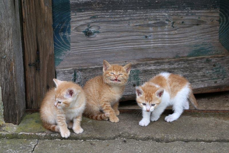 Little Ginger Kittens Playing with Each Other Stock Photo - Image of ...